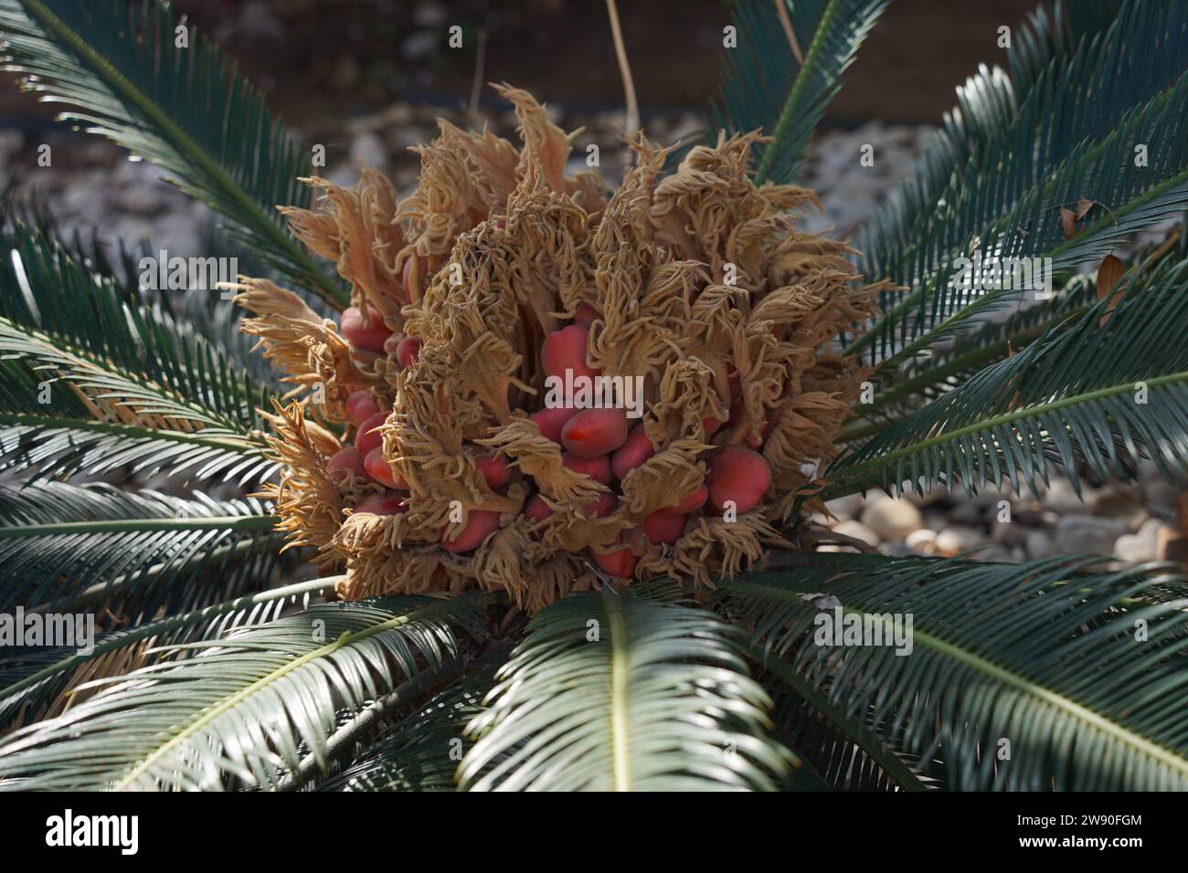 Sago Palm tree fruit, also Known as Sago Palm, King Sago, The Cycad ...
