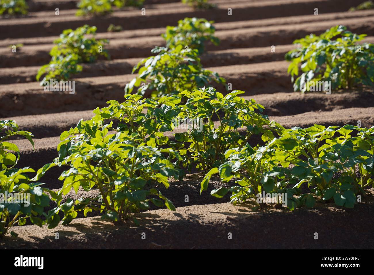 Potatoes. Rows of young plant sprouts in a dipped bed on a homestead ...