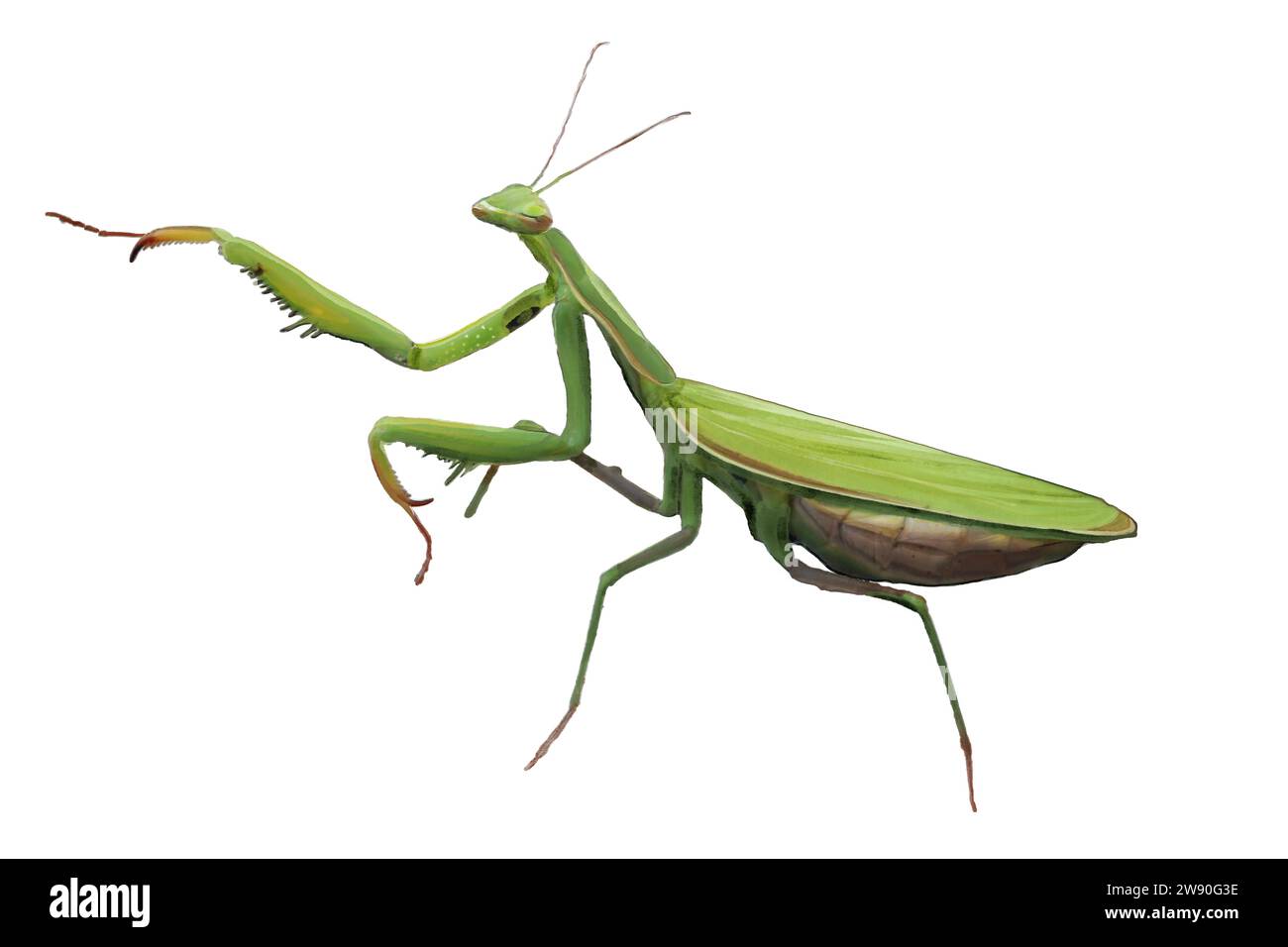 Green praying mantis with white background Cut Out Stock Images ...