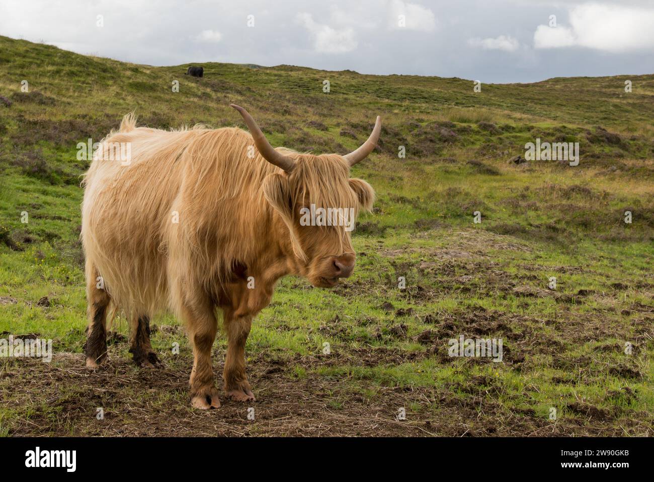 Highlander the typical beef breed originally from Scotland Stock Photo ...