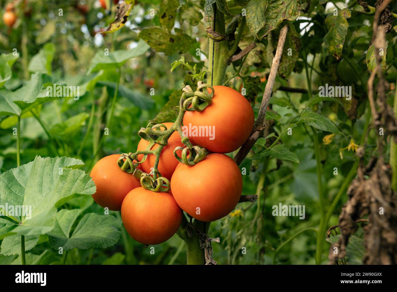 A bunch of ripe tomatoes ready to be picked in a greenhouse Stock Photo ...
