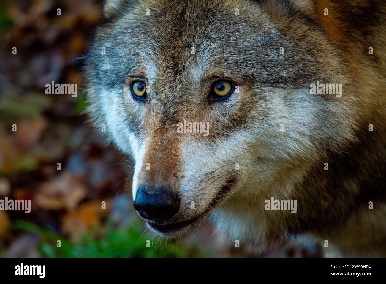 Portrait of a Grey Wolf Stock Photo - Alamy