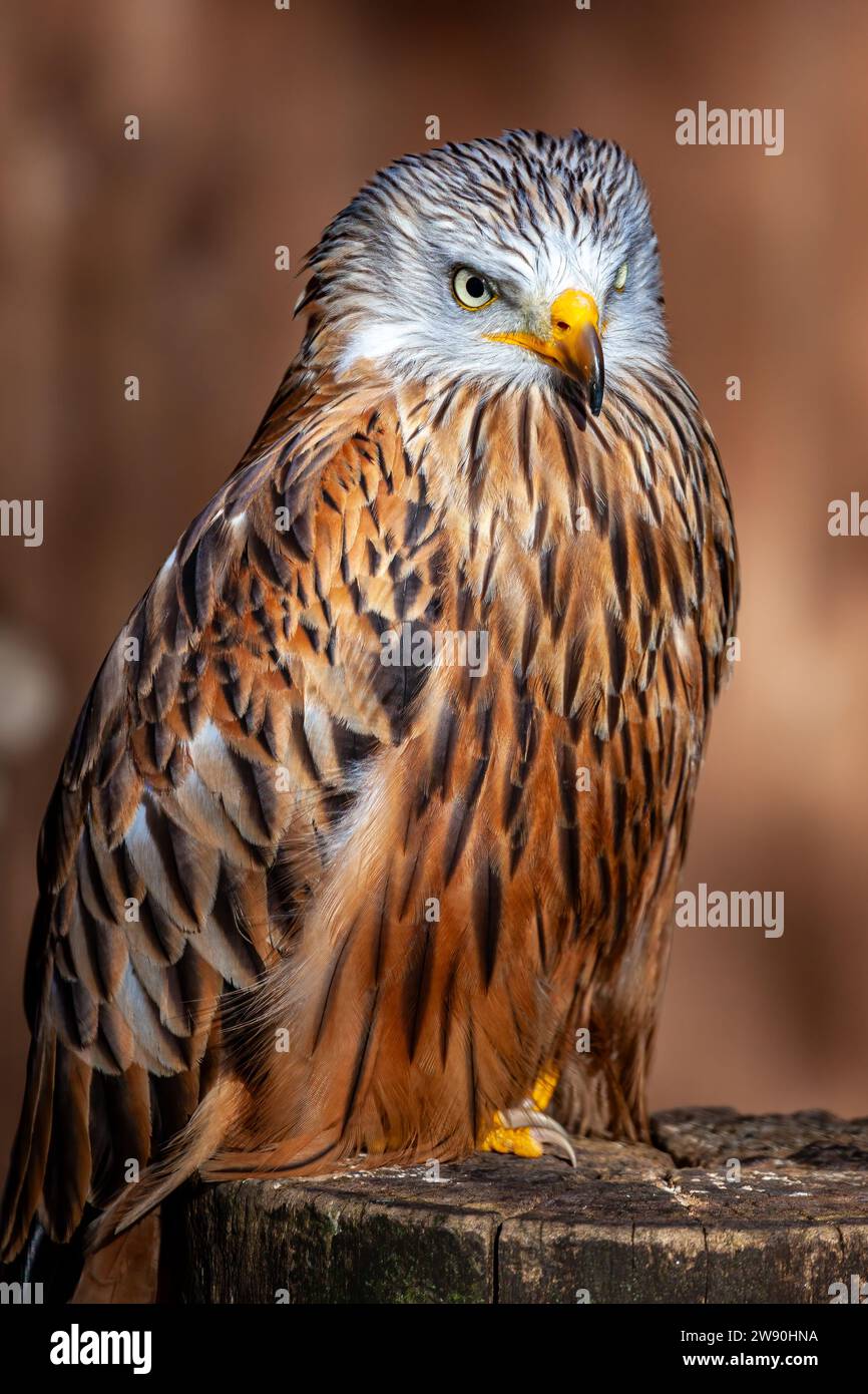 A portrait of a red kite Stock Photo - Alamy