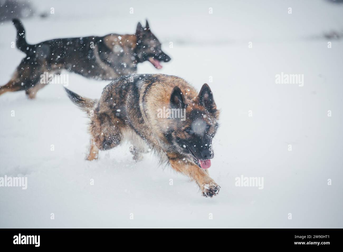Shepherd with dogs hi-res stock photography and images - Alamy