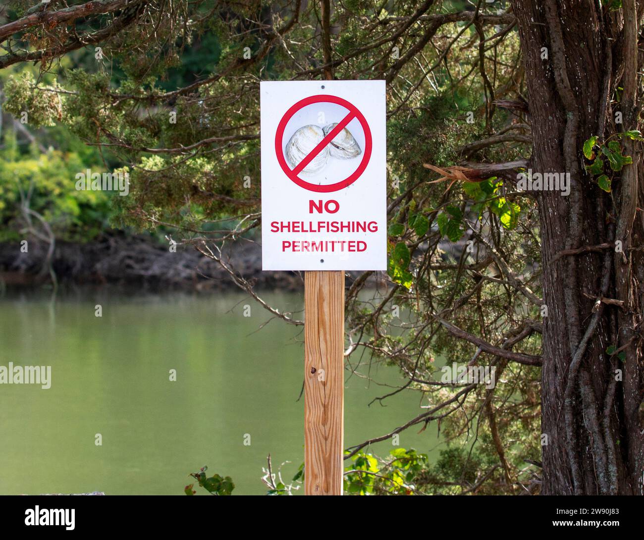A sign warning of no shell fishing in the water with green water in the ...