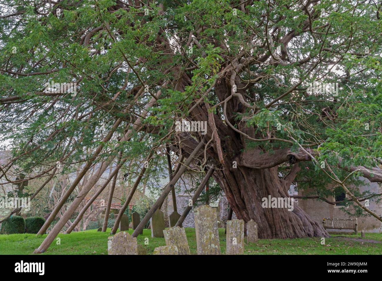 Ancient Yew Tree at the Church of St Mary and St Peter Wilmington Stock ...