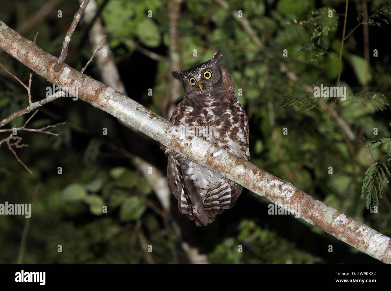Akun Eagle-owl (Bubo leucostictus) adult perched in tree at night ...