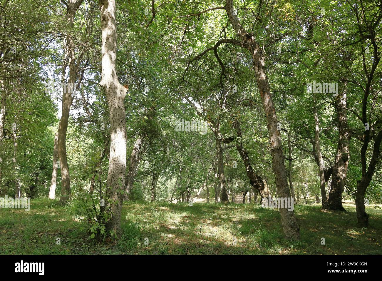 Walnut trees in a walnut forest with fence in Arslanbob in Kyrgyzstan ...