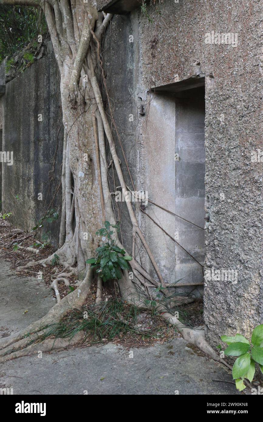 Chinese Banyan roots growing over Mount Davis Military Relics, Hong ... Chinese Banyan roots growing over Mount Davis Military Relics, Hong ...