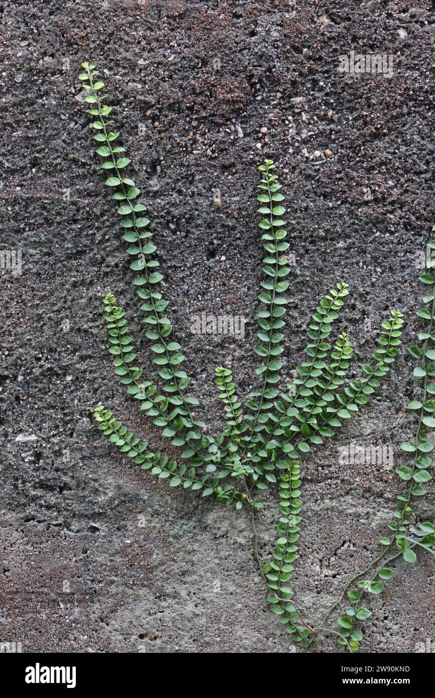 Creeper vegetation growing on Mount Davis Military Relics, Hong Kong ... Creeper vegetation growing on Mount Davis Military Relics, Hong Kong ...