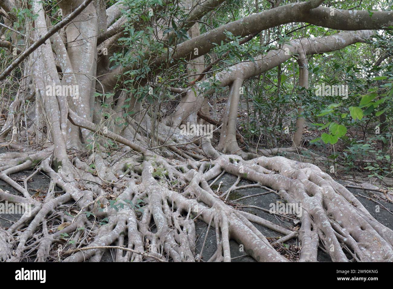 Roots of a Chinese Banyan Tree (Ficus superba)Mount Davis, Hong Kong ... Roots of a Chinese Banyan Tree (Ficus superba)Mount Davis, Hong Kong ...