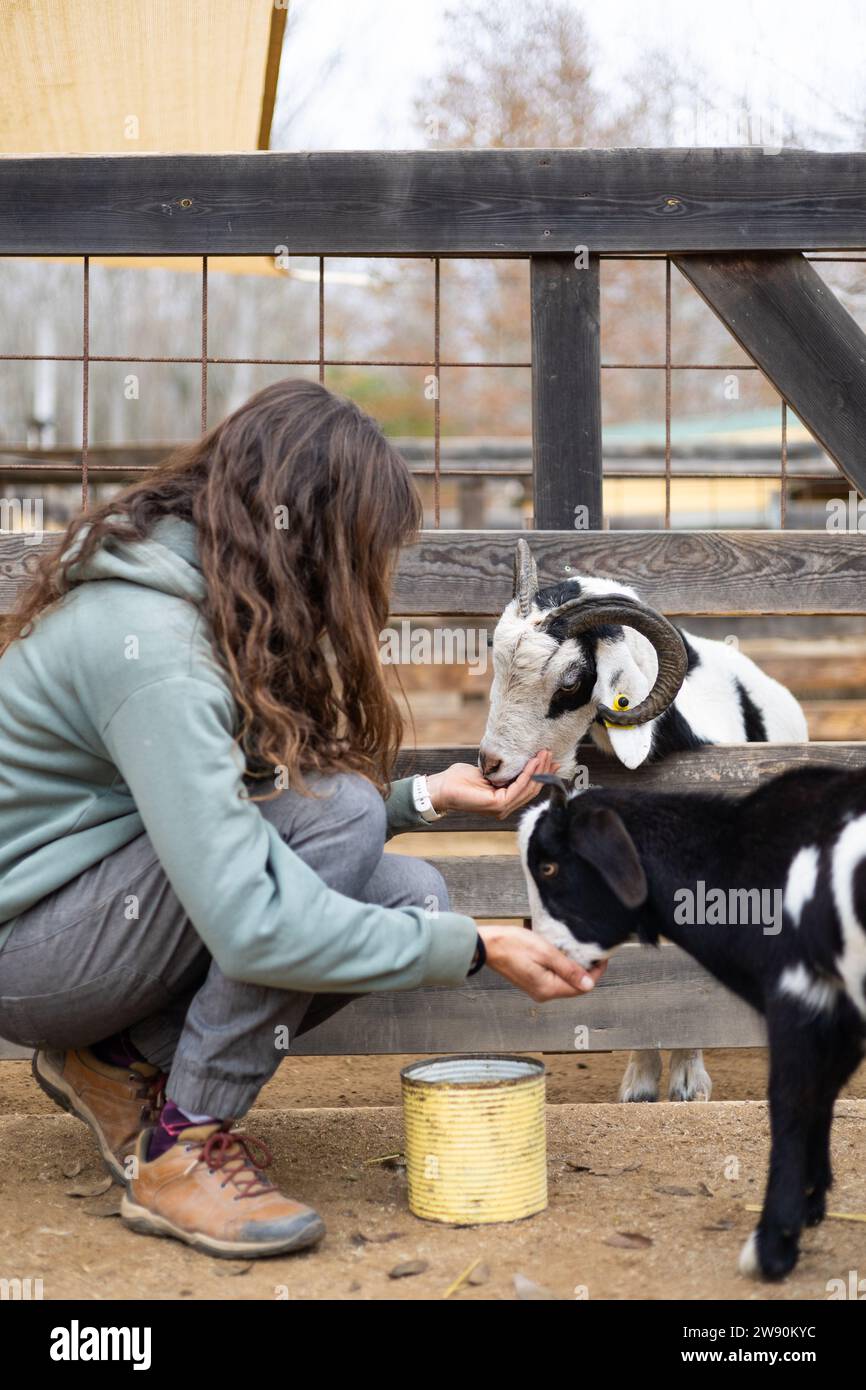 Farmer woman feeding goats by hand on an organic farm. Animal care and ...