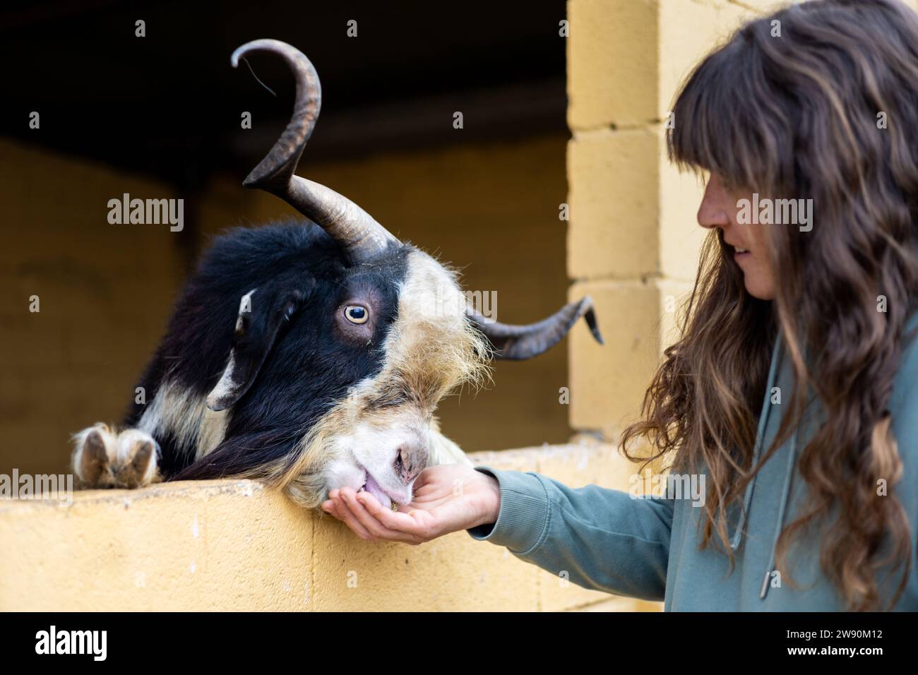 Farmer woman feeding goats by hand on an organic farm. Animal care and ...