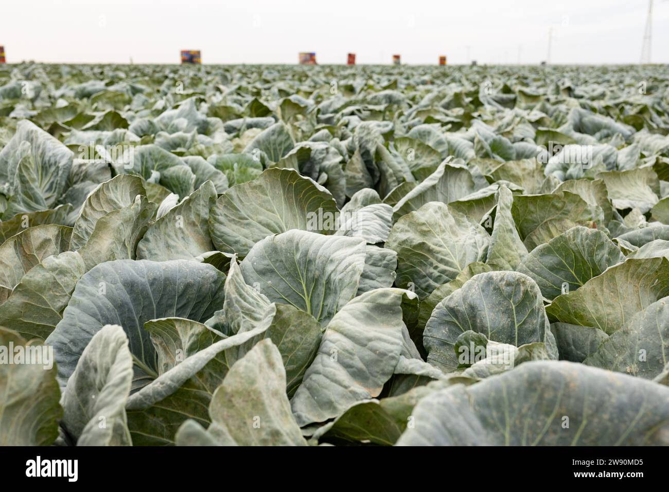 Agricultural field of white cabbage Stock Photo - Alamy