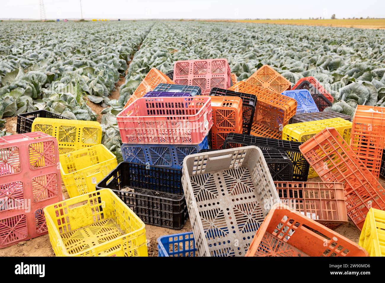 colorful plastic containers in an agricultural field of white cabbage ...