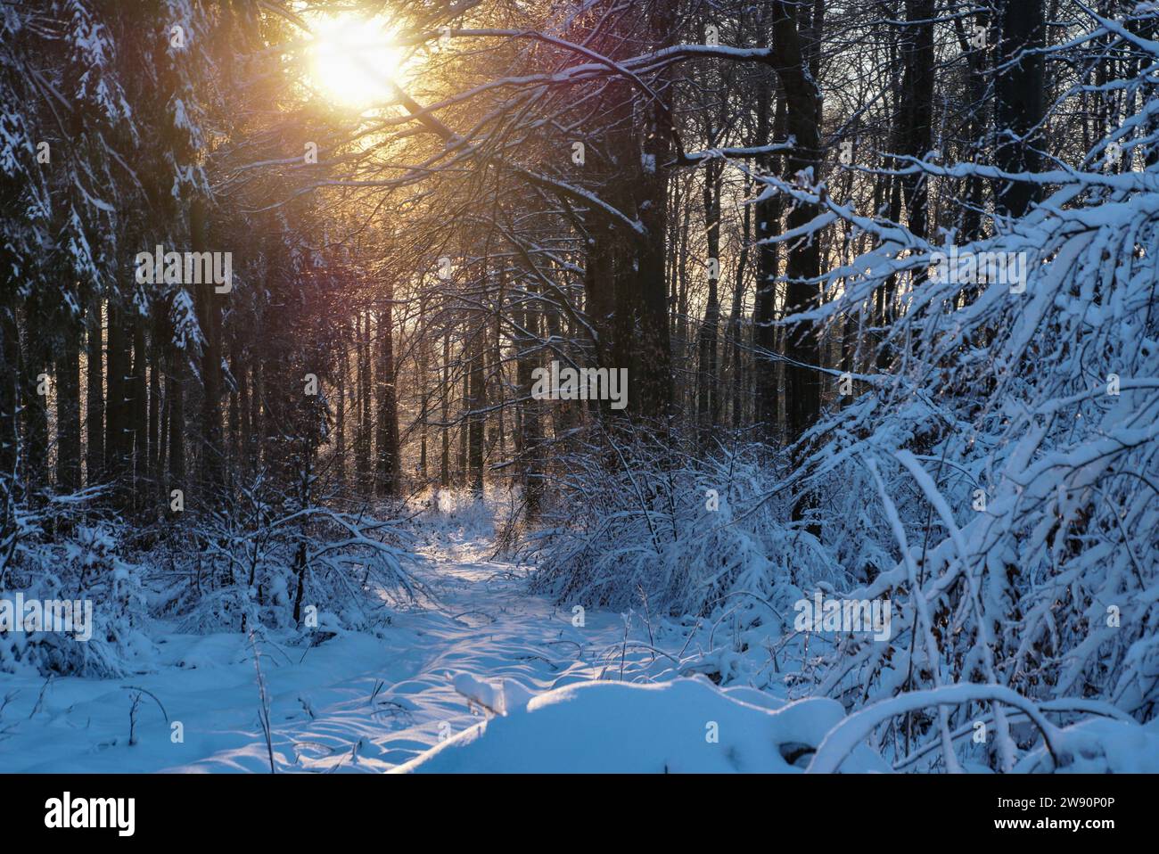 Unterholz im wald hi-res stock photography and images - Alamy