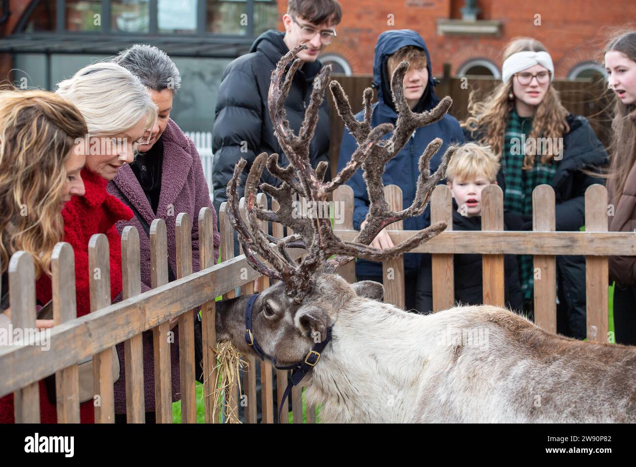 Ascot, Berkshire, UK. 23rd December, 2023. Reindeer at Ascot. Christmas ...