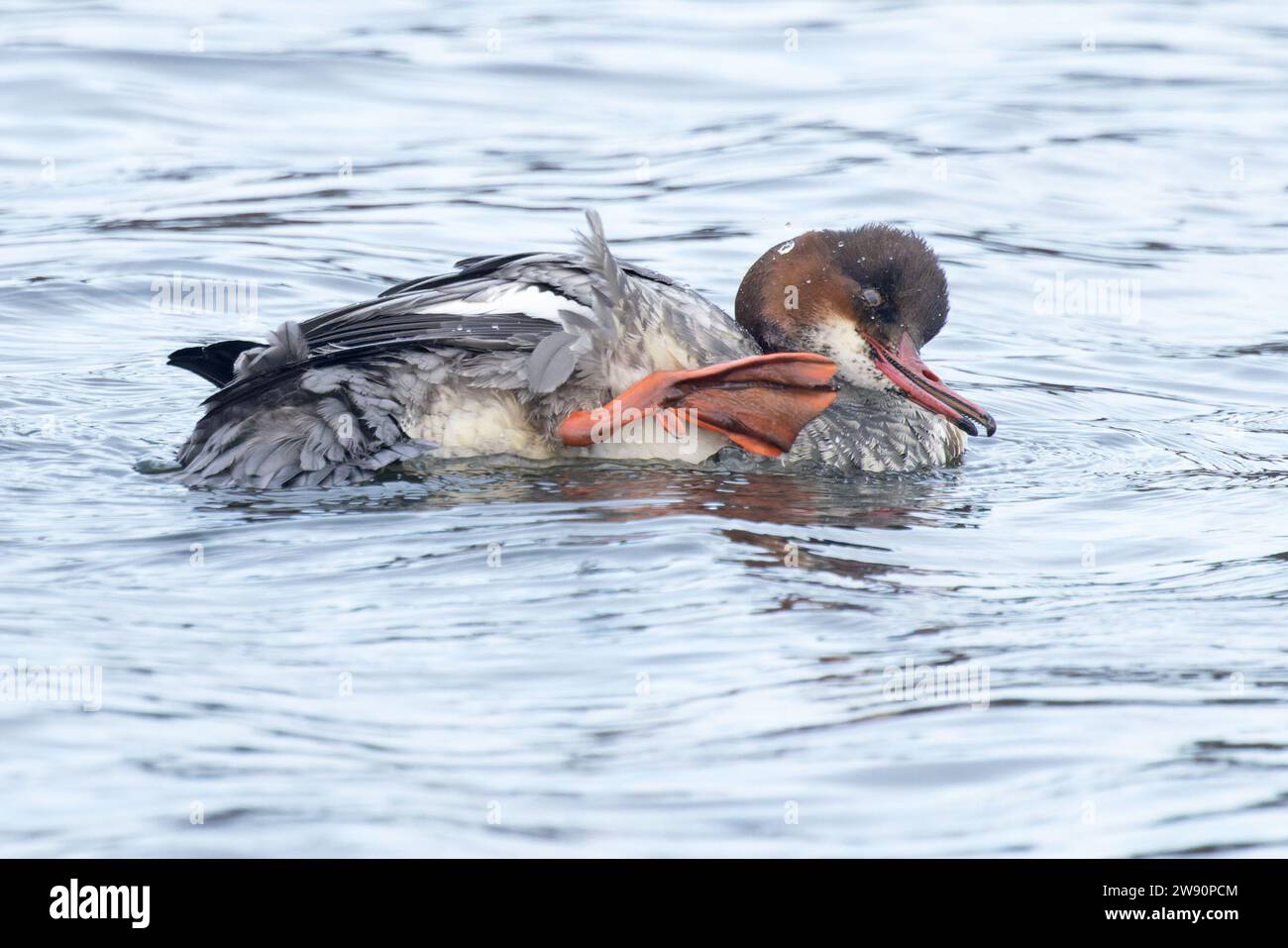 Goosander (Mergus merganser) scratching bill with webbed foot drake ...
