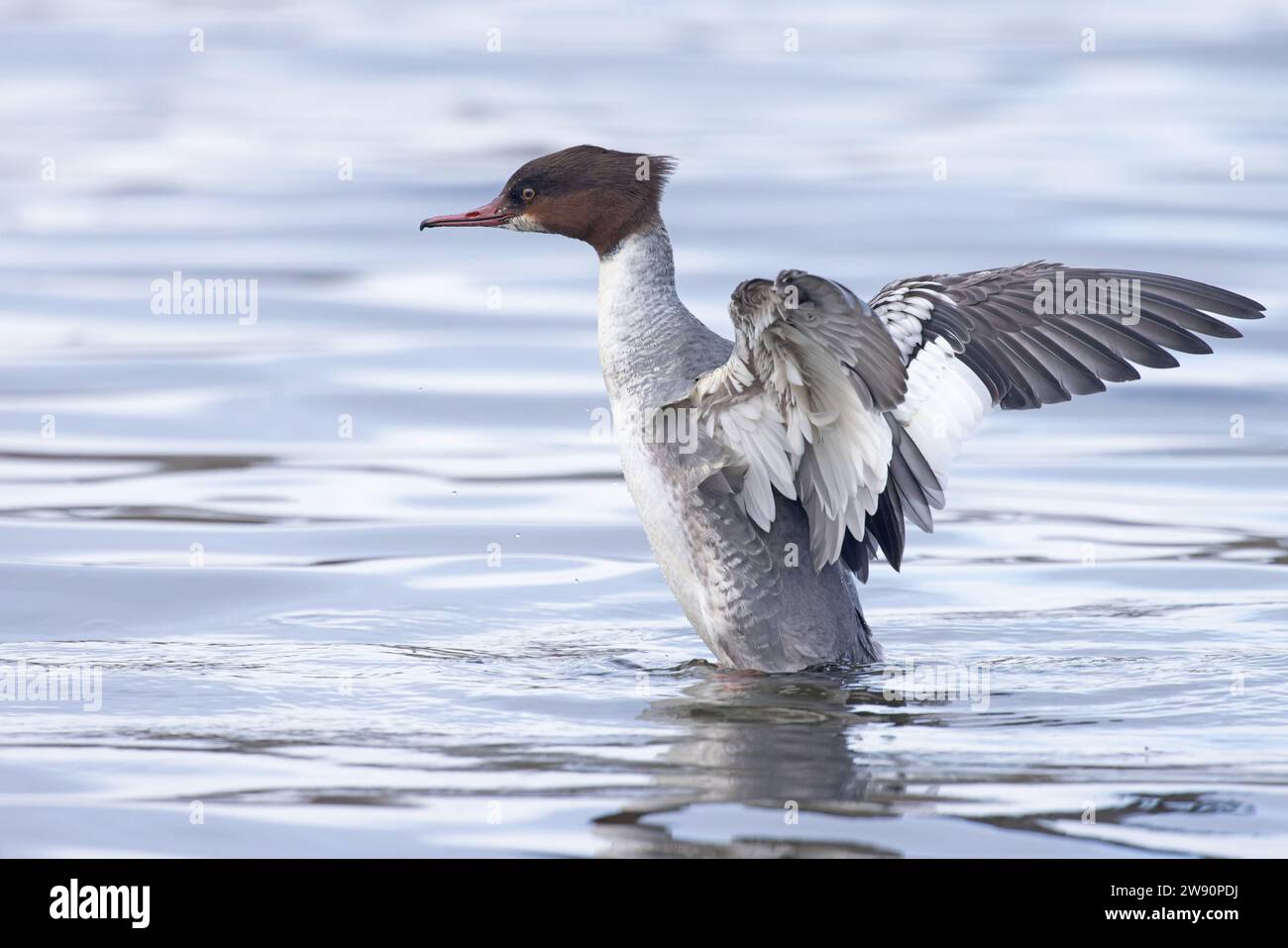 Goosander (Mergus merganser) wing flapping drake eclipse immature ...