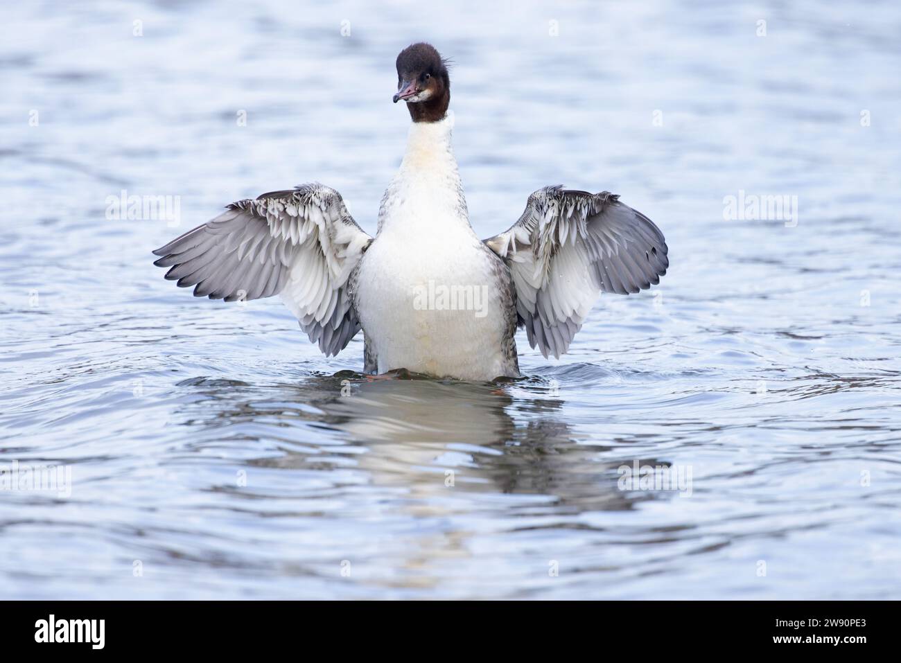 Goosander (Mergus merganser) wing flapping drake eclipse immature ...