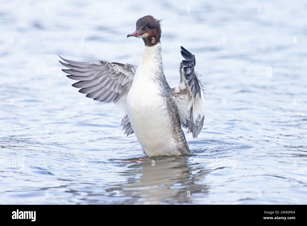 Goosander (Mergus merganser) wing flapping drake eclipse immature ...