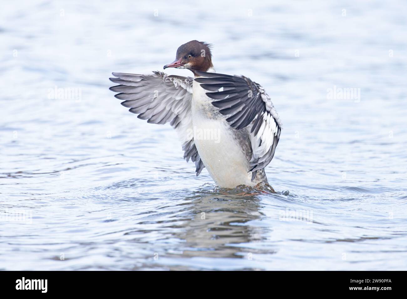 Goosander (Mergus merganser) wing flapping drake eclipse immature ...