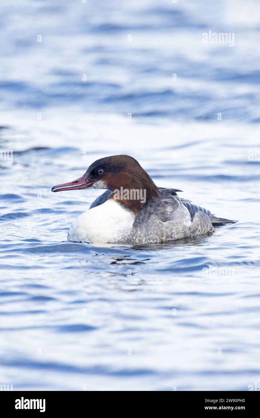 Goosander (Mergus merganser) drake eclipse immature Norfolk December ...