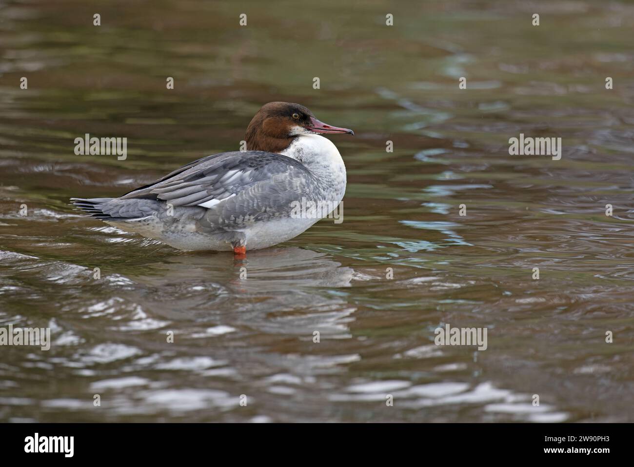 Goosander (Mergus merganser) standing in water drake eclipse immature ...