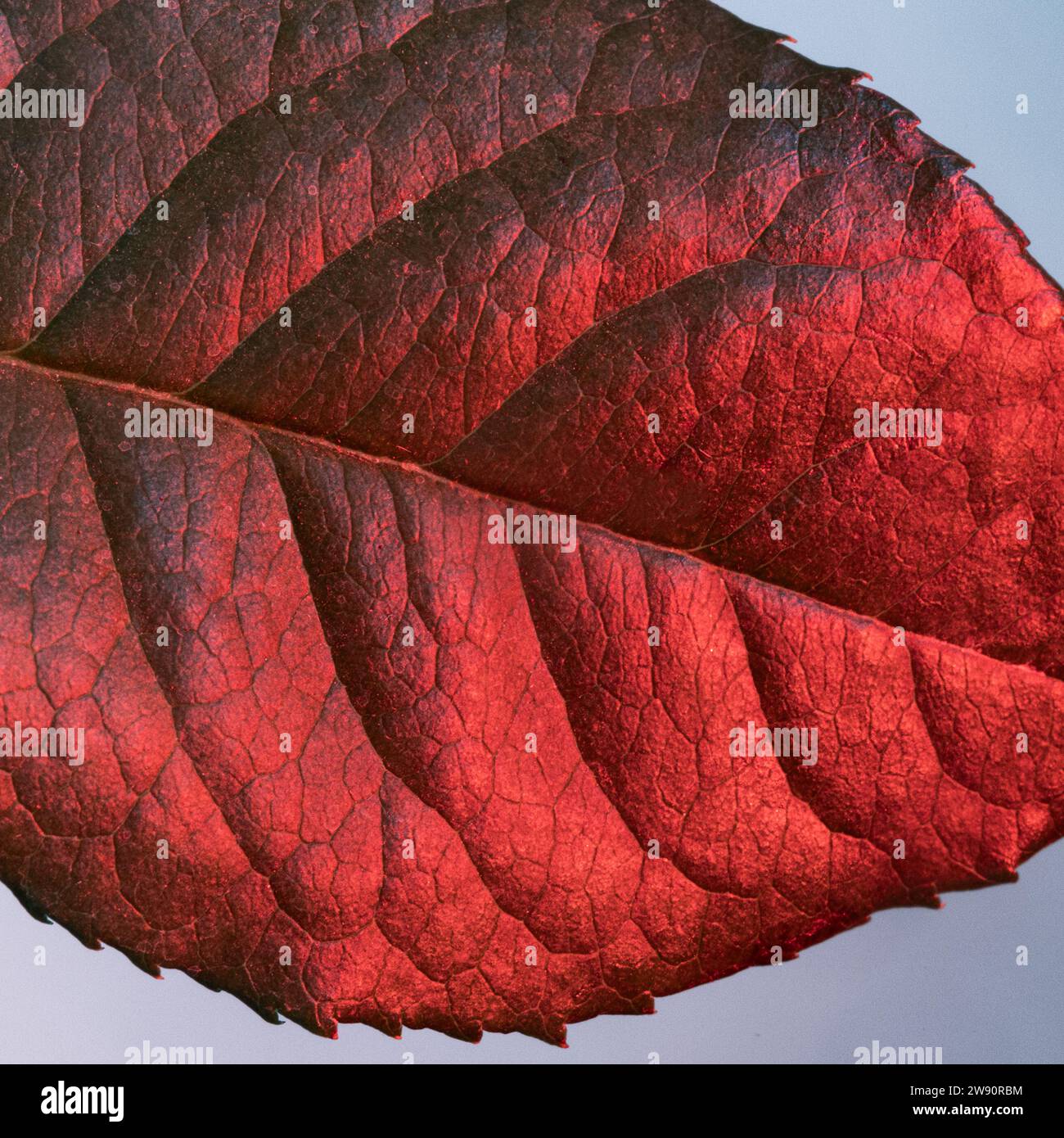 Light textured hi-res stock photography and images - Alamy