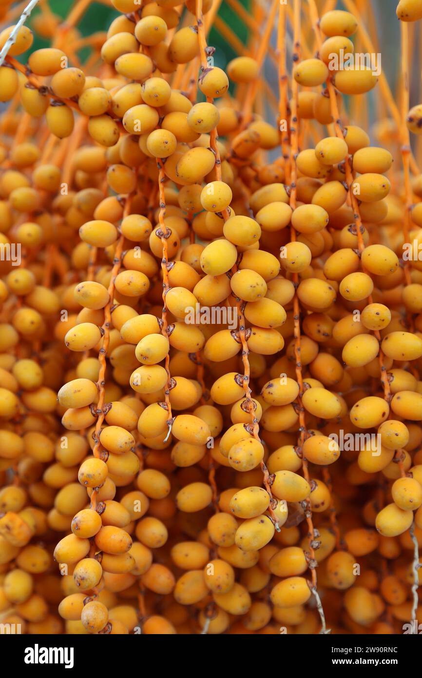 Nature background with bright orange fruits of palm Stock Photo - Alamy