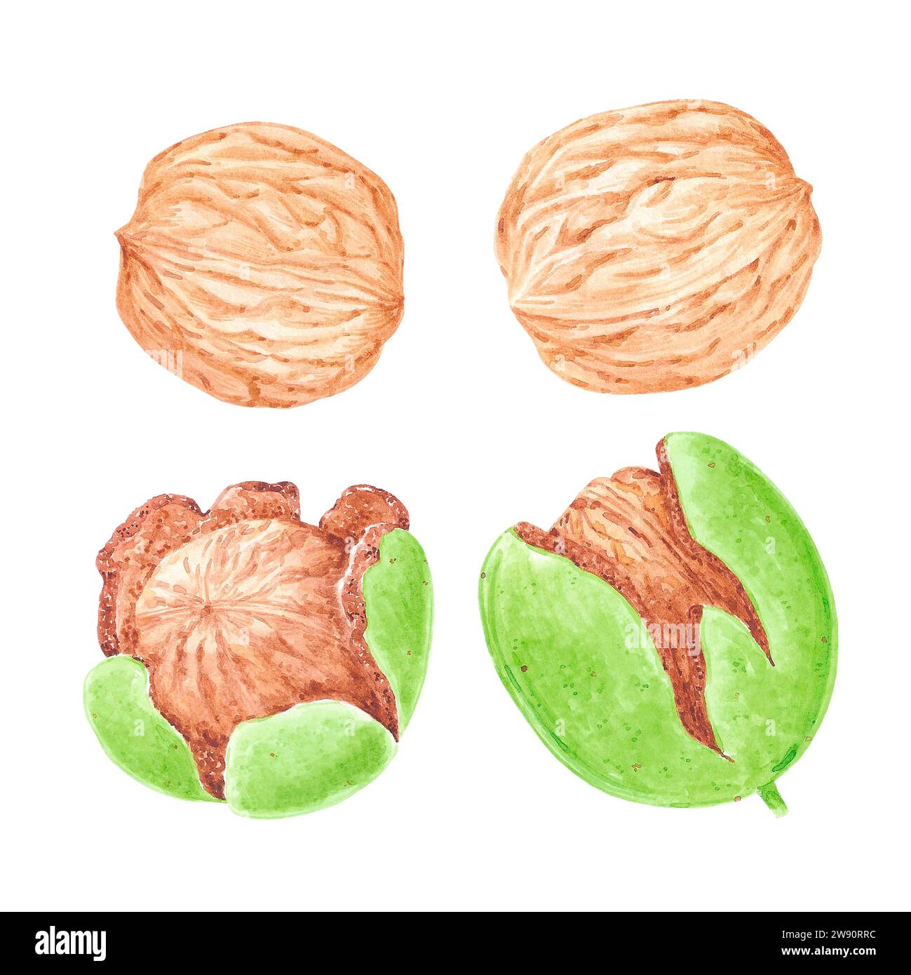 Hand drawn watercolor walnut isolated on white background. Can be used ...
