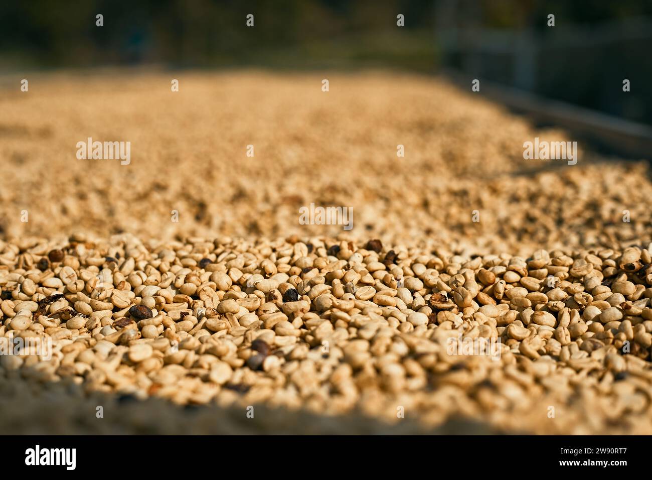 Raw coffee beans, coffee drying process on shelf natural sunlight ...