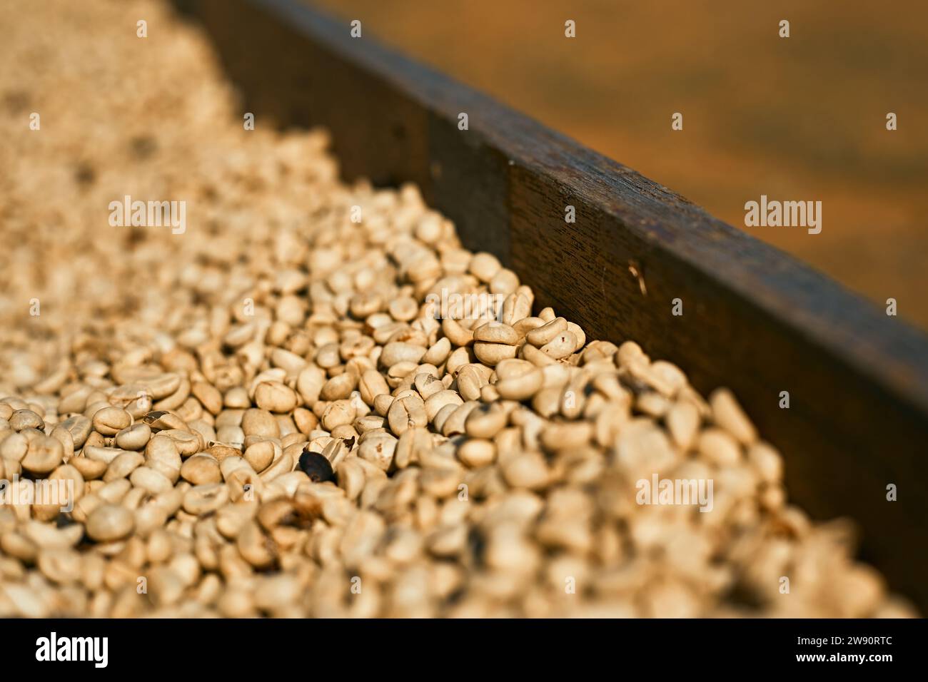Raw coffee beans, coffee drying process on shelf natural sunlight ...