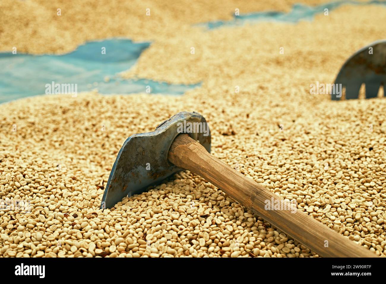Raw coffee beans, coffee drying process on shelf natural sunlight ...