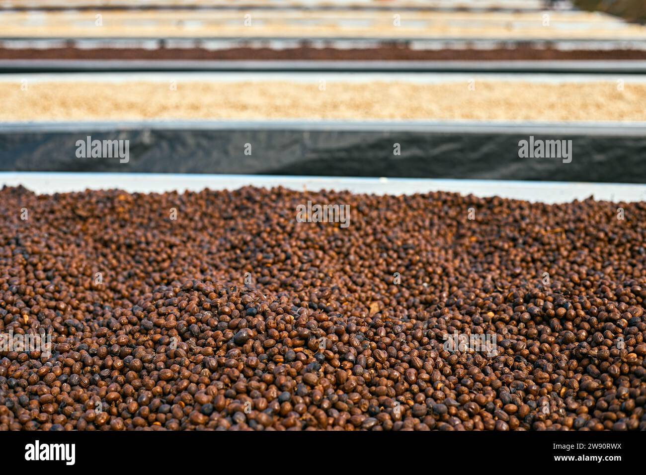 Raw coffee beans, coffee drying process on shelf natural sunlight ...