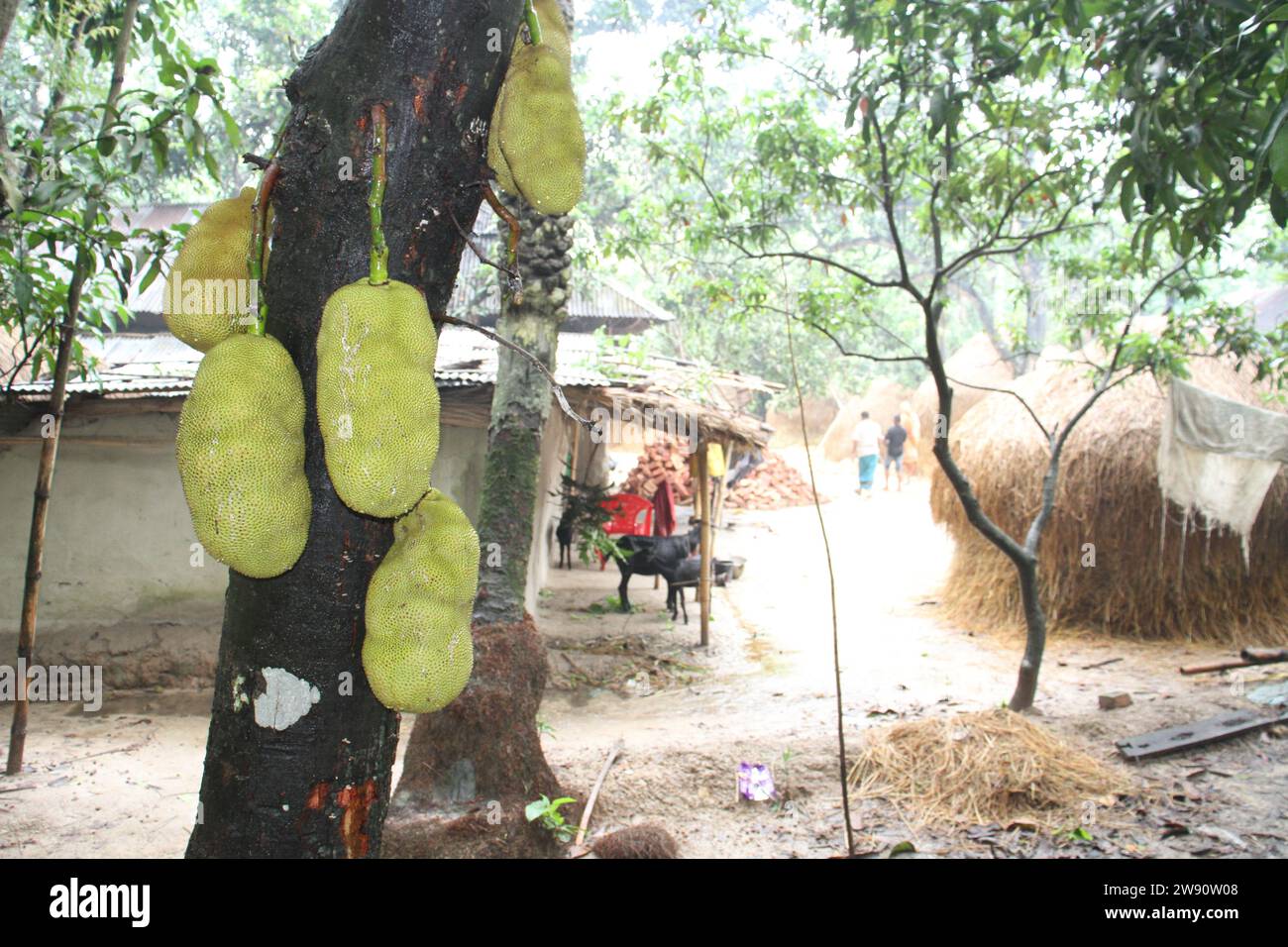 A jackfruit tree with fruits on it, the fruits are hanging on the tree ...
