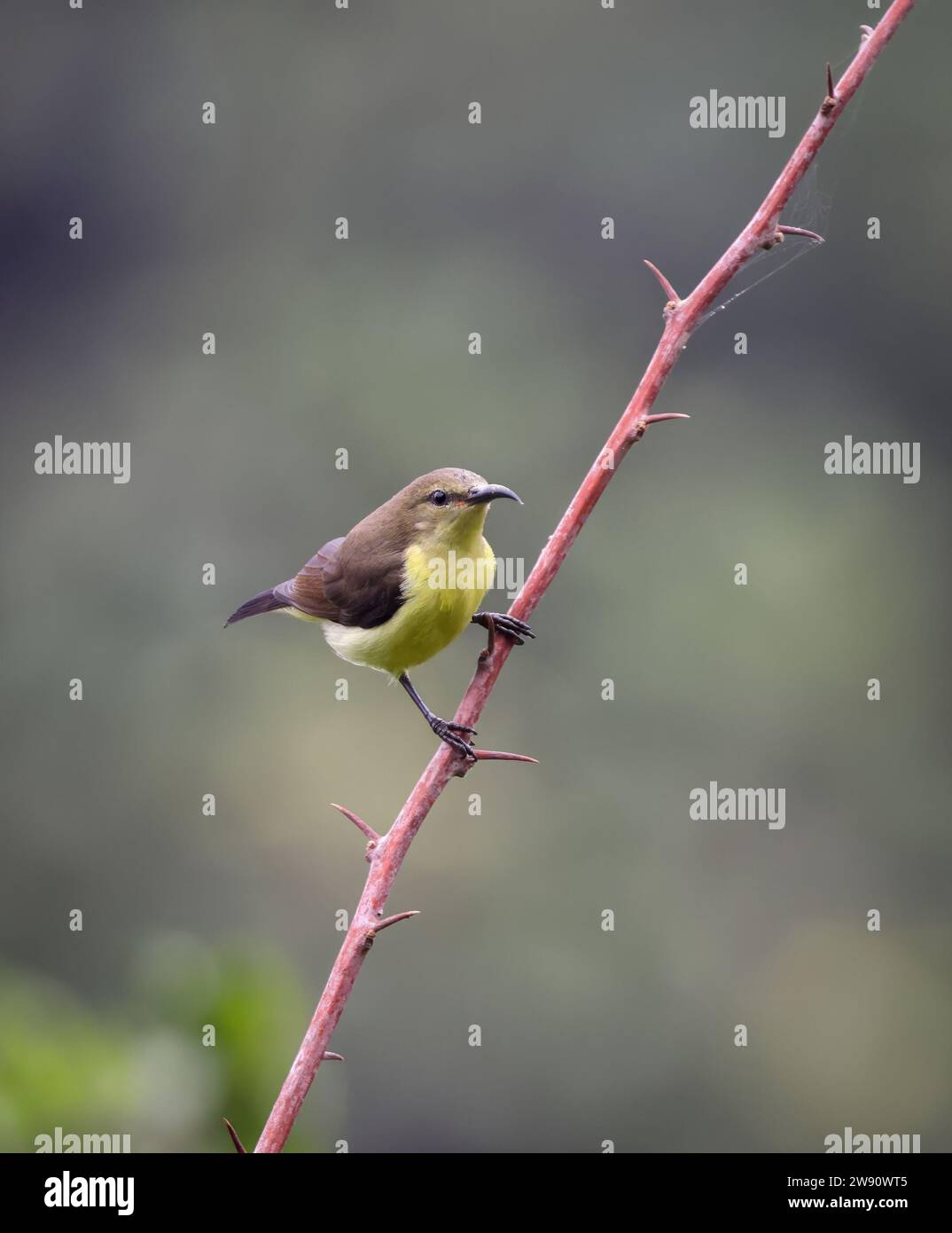 a close-Up shot of a purple sunbird (female).this photo was taken from ...