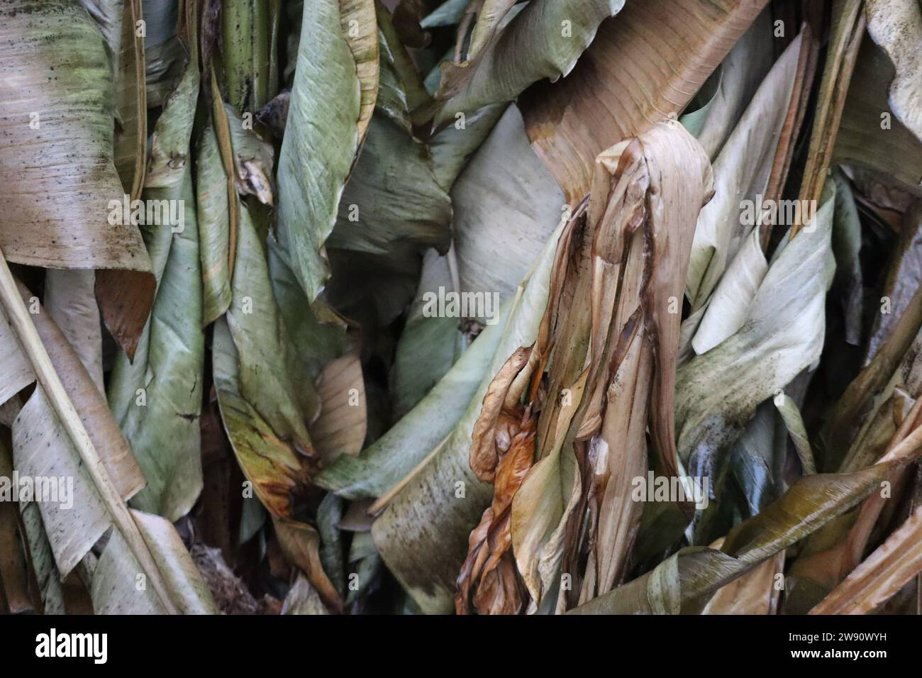 Banana tree leaves in Winter Stock Photo - Alamy