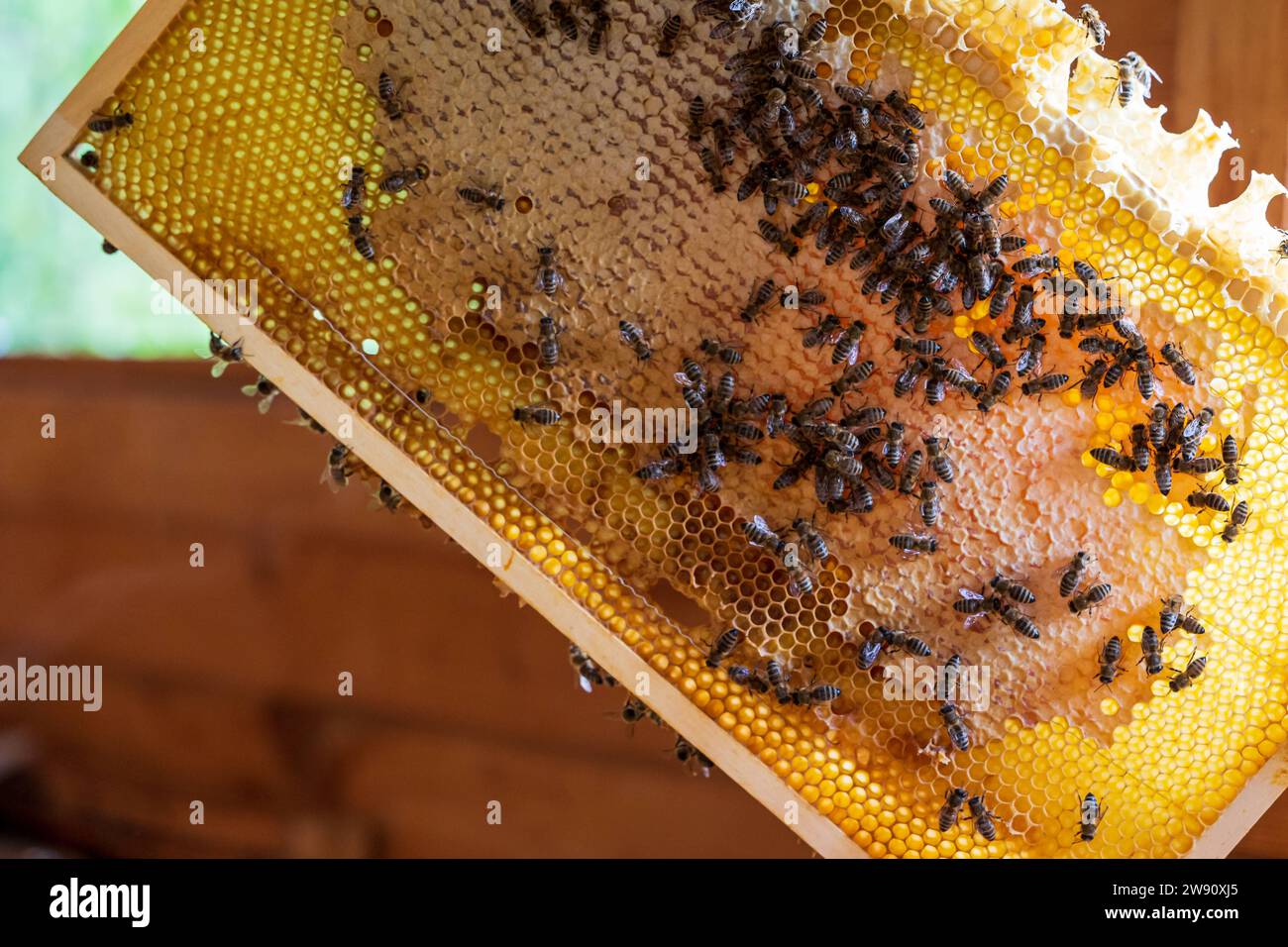 Binenvolk hi-res stock photography and images - Alamy