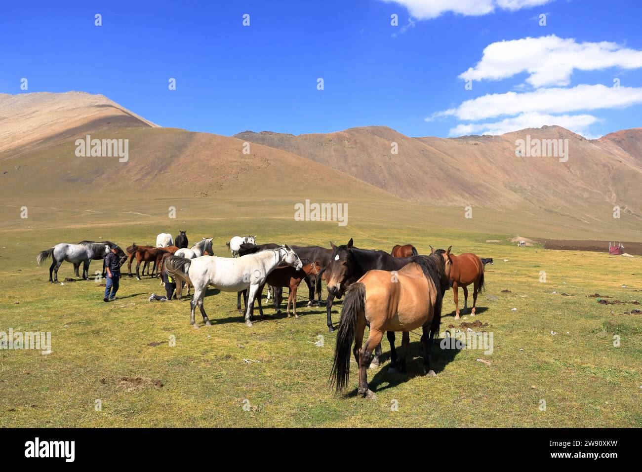 August 20 2023 - Kyrgyzstan in Central Asia: people milking mare to ...