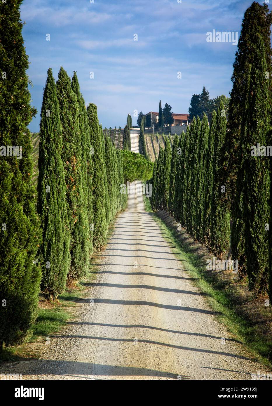 A long, tree-lined drive leads to a vineyard estate in Chianti, Italy ...