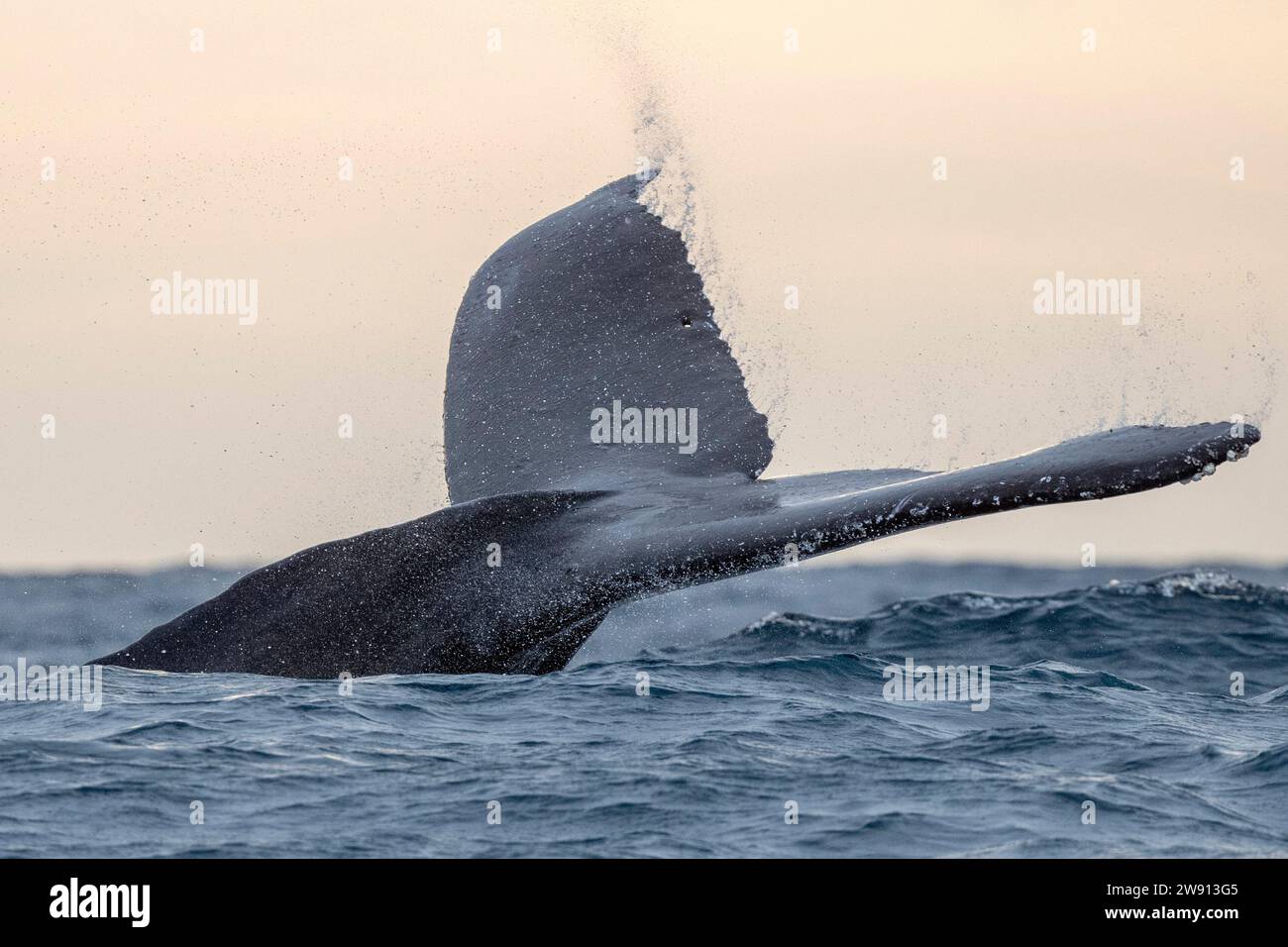 An humpback whale tail slapping at sunset after breaching in pacific ...