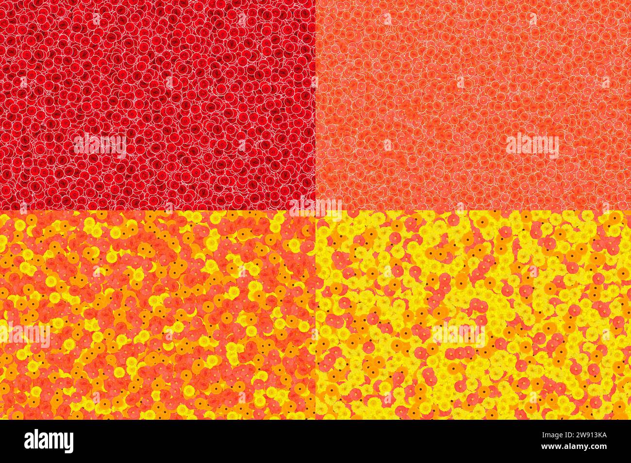 lots of blossoms, flowers, as a background, red roses, yellow ox-eye ...