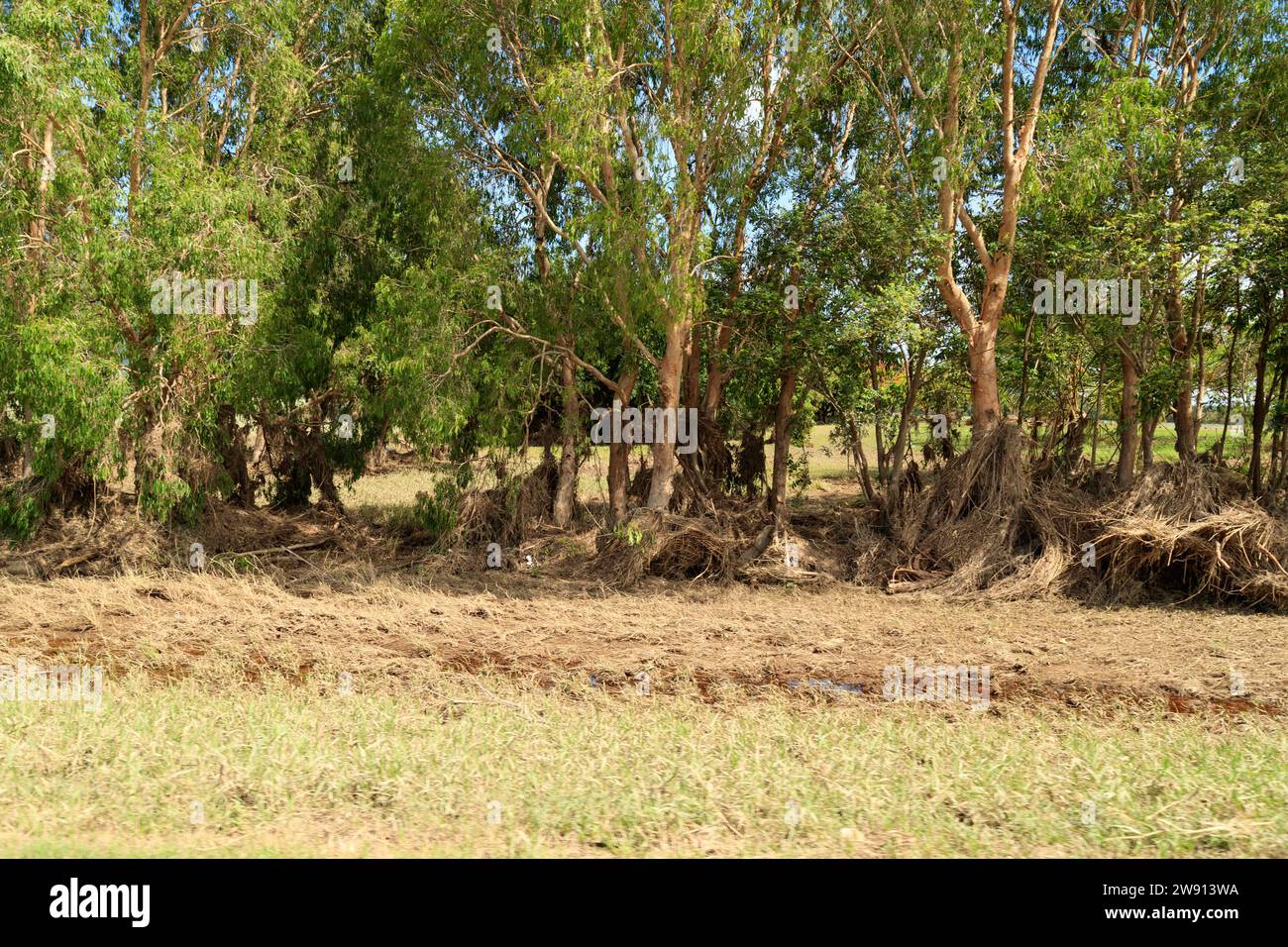 Debris and falen trees line the Captain Cook Highway on 21 December ...
