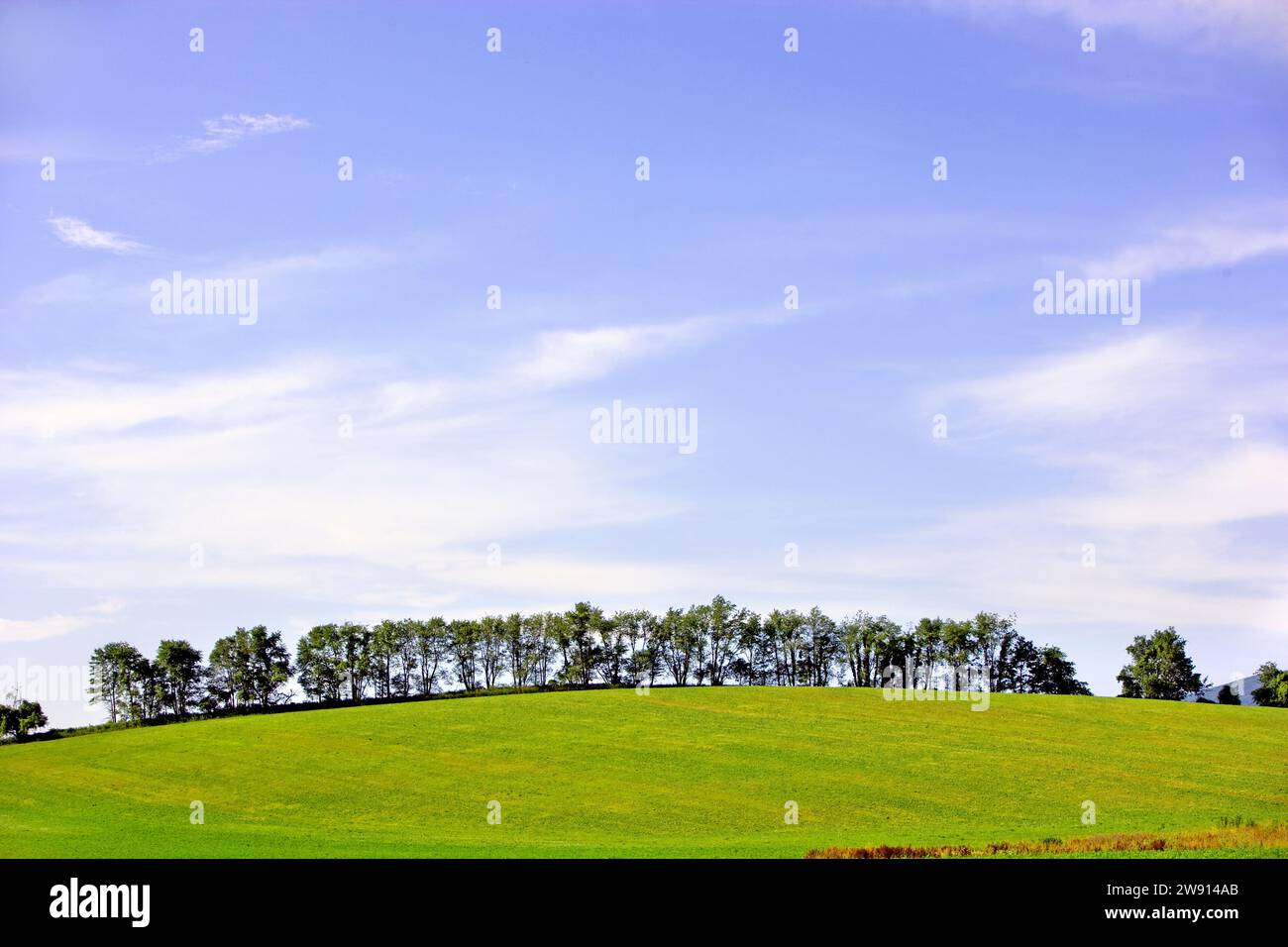 A line of springtime trees with a beautiful green meadow and blue sky ...