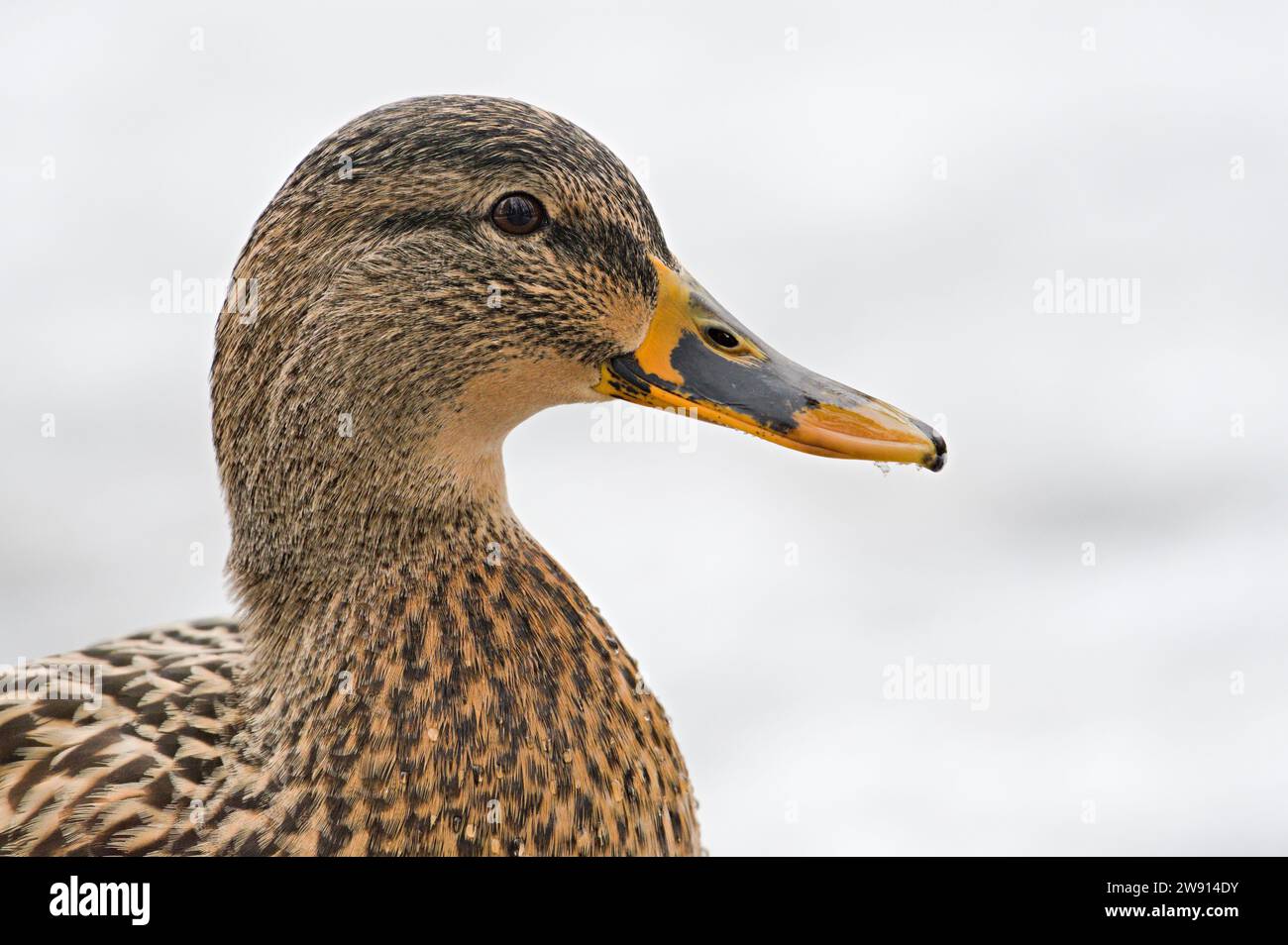 Anas Platyrhynchos, wild duck female head portrait. Copy space ...