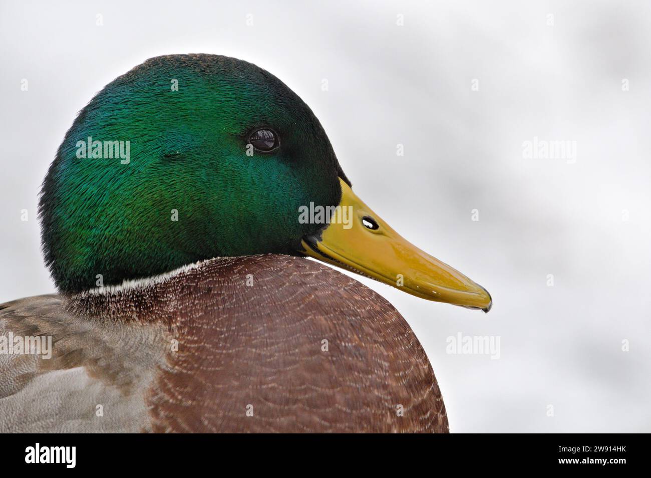 Anas Platyrhynchos mallard, wild duck male head portrait. Copy space ...