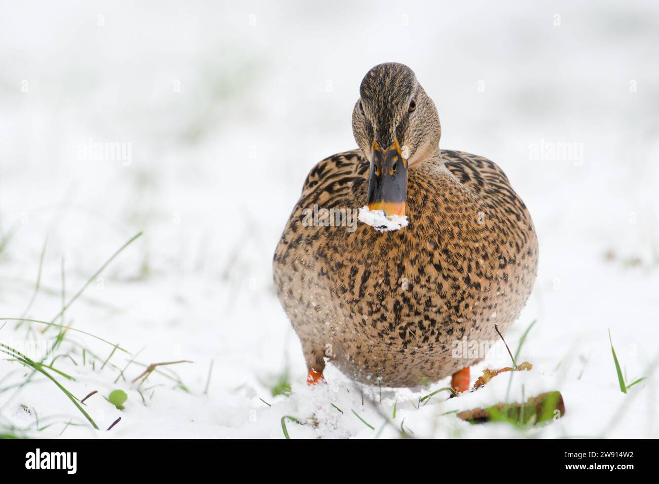 Anas Platyrhynchos, wild duck female close-up portrait with eye contact ...