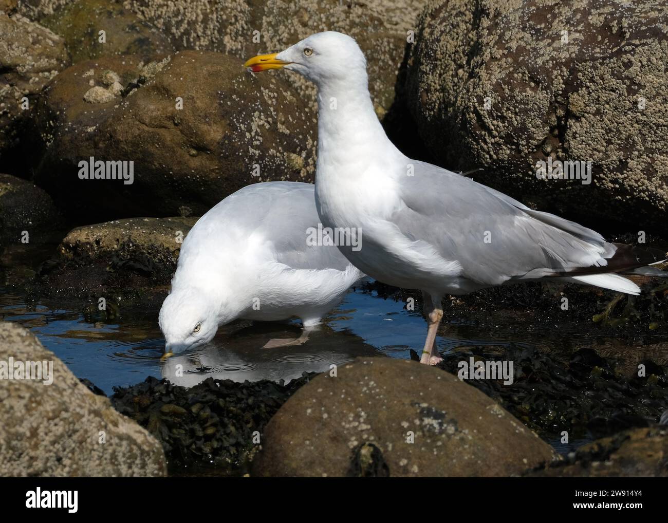 Seaside rock pool hi-res stock photography and images - Alamy