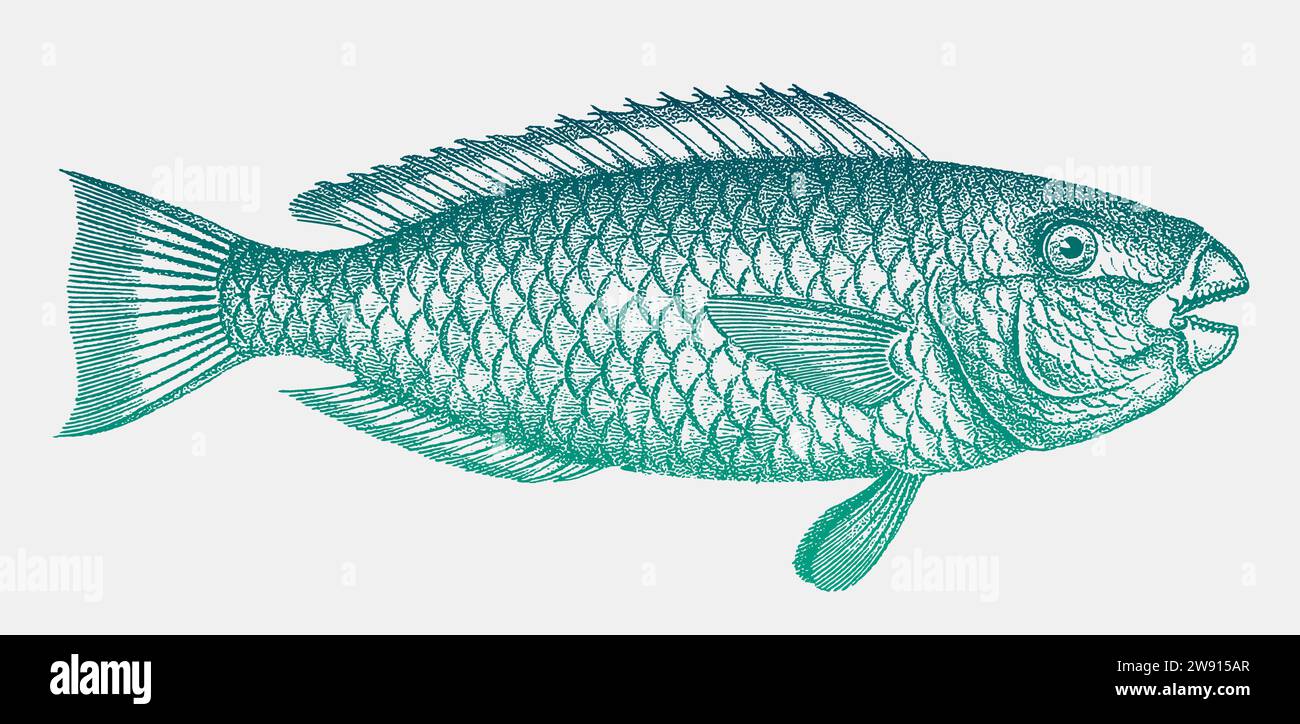 Parrotfish illustration hi-res stock photography and images - Alamy